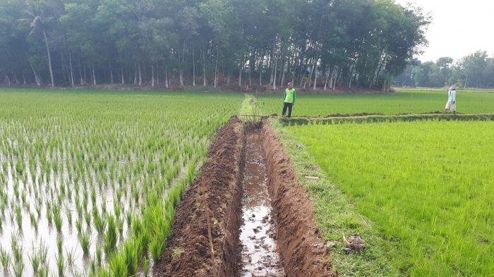 Genjot Produksi Padi di Sumsel, BBWS VIII Kementerian PU-PR Tambah ...