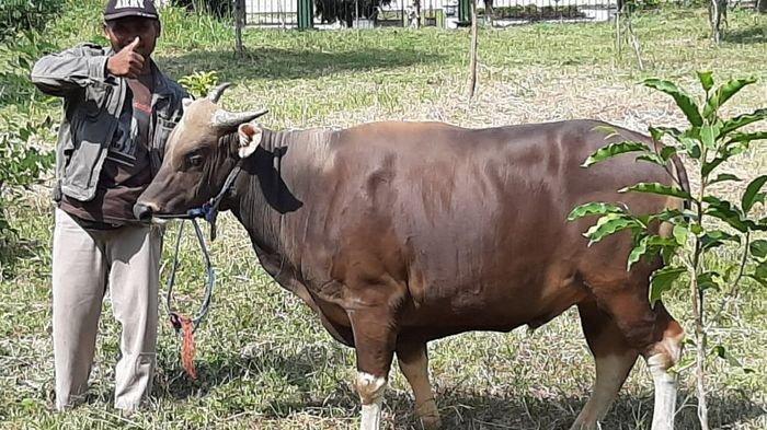 Video Tutorial Cara Menggulingkan Sapi untuk Disembelih Saat Hari Raya ...