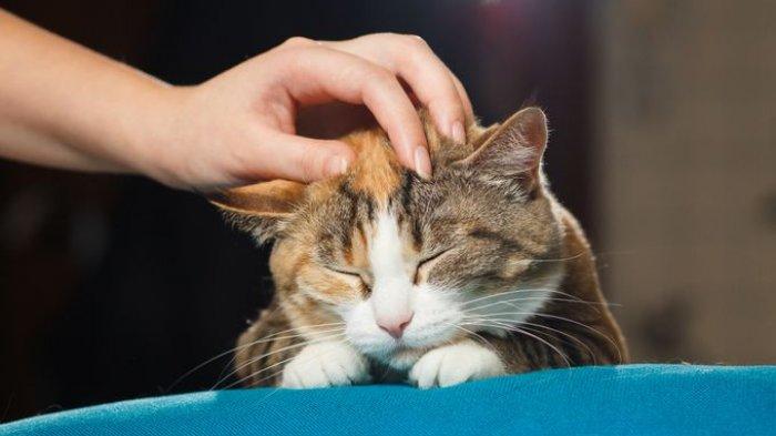 Untuk Para Pecinta Kucing, Tahukah Kalian Makna dari Kedipan Mata ...