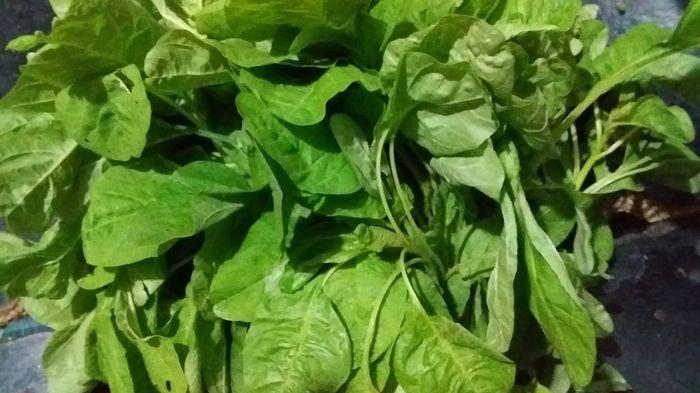 Inilah 10 Manfaat Konsumsi Bayam untuk Tubuh (1): Kesehatan Tulang ...