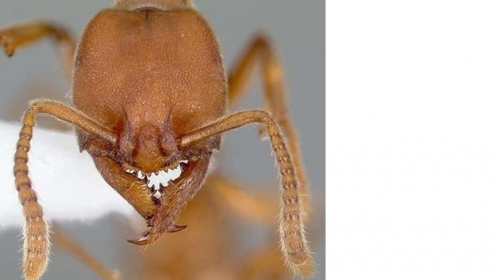 Semut Drakula Berkeliaran di Madagaskar - Sripoku.com