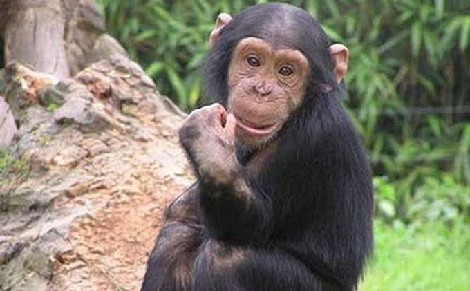 Orangutan dan Simpanse Juga Bisa Bernostalgia - Sripoku.com