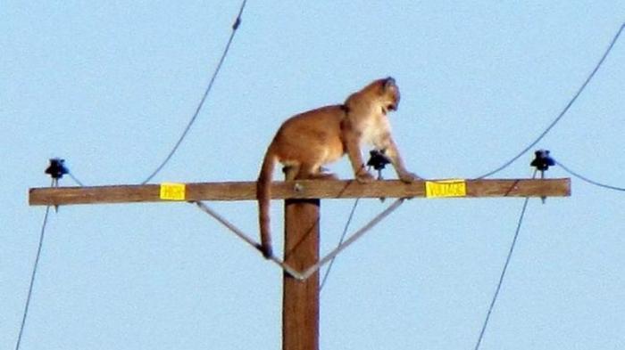 Foto Singa Gunung di Tiang Listrik 10 Meter Ini Bikin Geger Warga ...