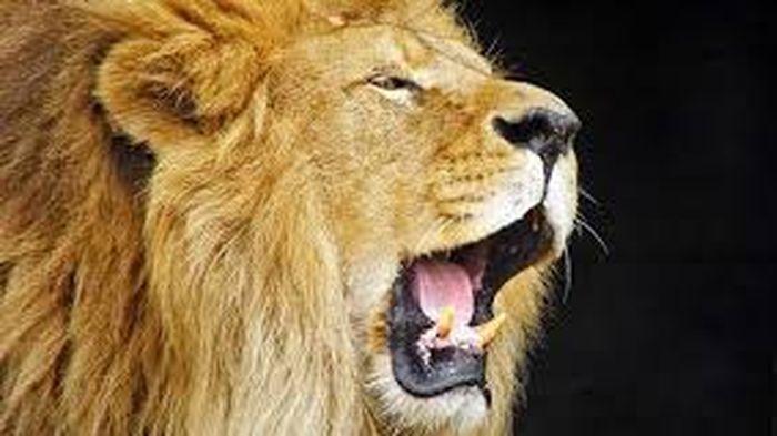 Heboh Video Auman Singa Menyebut Nama Allah - Sripoku.com