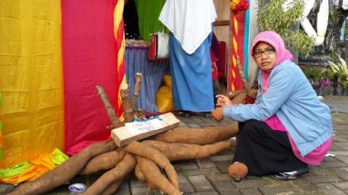 Wow, Singkong Raksasa Ini Dibanderol Rp 1,3 Juta - Sripoku.com