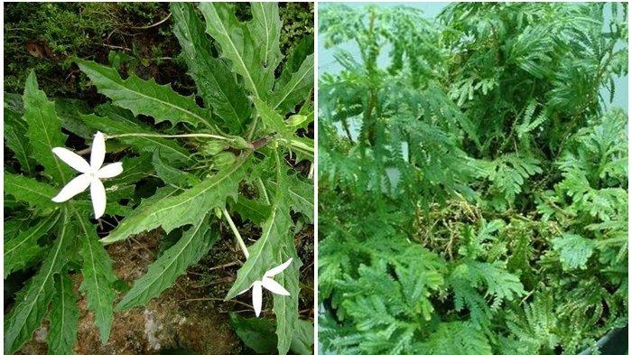 Jangan Diabaikan! Ini 7 Tanaman Liar yang Kaya akan Manfaat, Khasiatnya ...