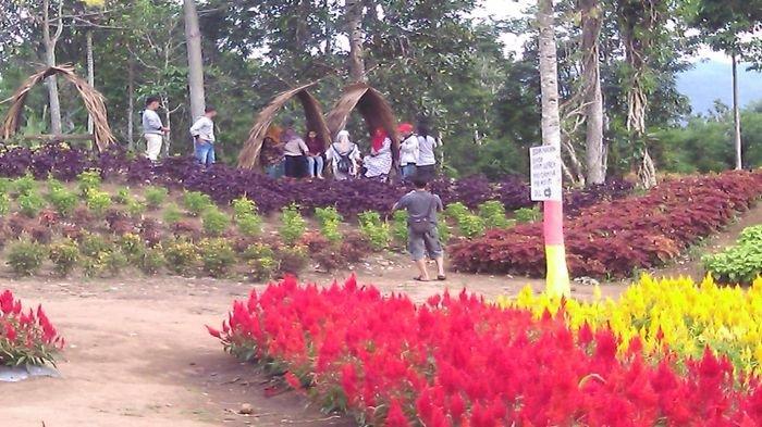 Libur Akhir Tahun Taman Bunga Bukit Mutiara Garden Ranau, Mulai Di ...