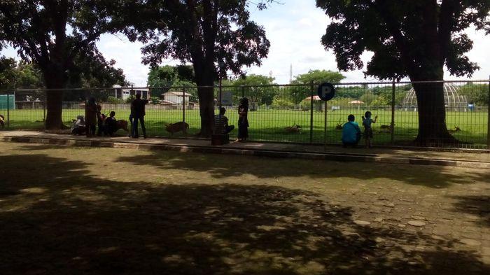 Yuk ke Taman Rusa PT Pusri - Sripoku.com