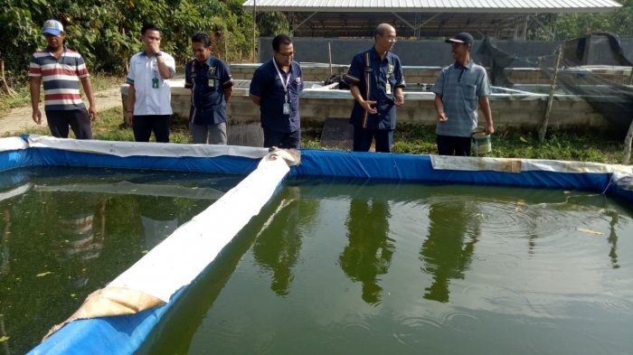 CSR Pertamina Eco Green Fish Farming, GM RU III Plaju Tinjau Tambak ...