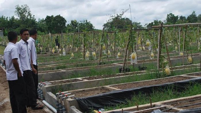 Produksi Melon Emas 2,5 Ton Sekali Panen - Sripoku.com