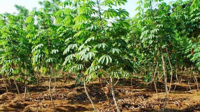 Mengenal Desa Cinta Manis Lama Banyuasin Dulu Penghasil Singkong dan ...