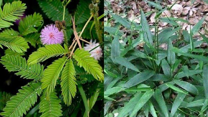 12 Tanaman Liar yang Sering Diabaikan Ini, Ternyata Kaya akan Manfaat ...