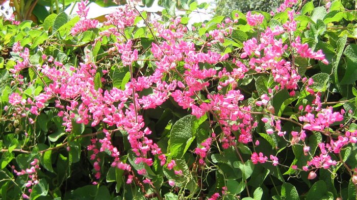 10 Tanaman Rambat Ini Bikin Rumah Jadi Dingin dan Terasa Adem, Nomor 2 ...