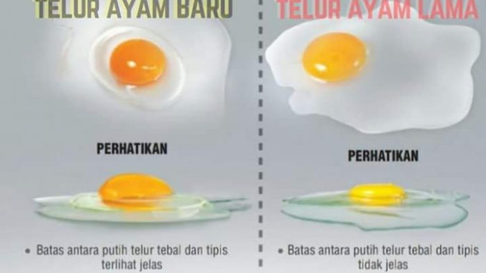 Telur Palsu Meresahkan, Begini Penjelasan Ilmiahnya - Sripoku.com