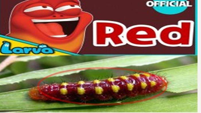 Terlihat Menggemaskan dan Lucu, Ternyata Begini Bentuk Asli Karakter ...