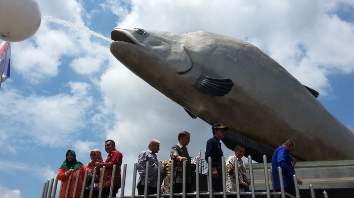 Sudah Dinyatakan Punah, Ikan Belida Disebut Muncul Lagi di Kawasan Jawa ...