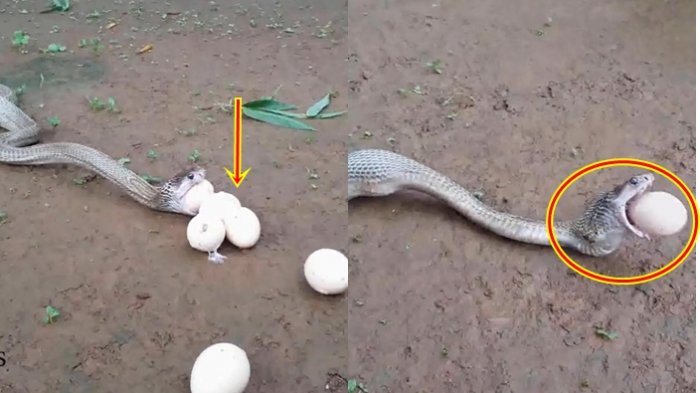 Kasihan! Telan 7 Butir Telur Palsu, Ular Kobra Ini Kesakitan dan ...