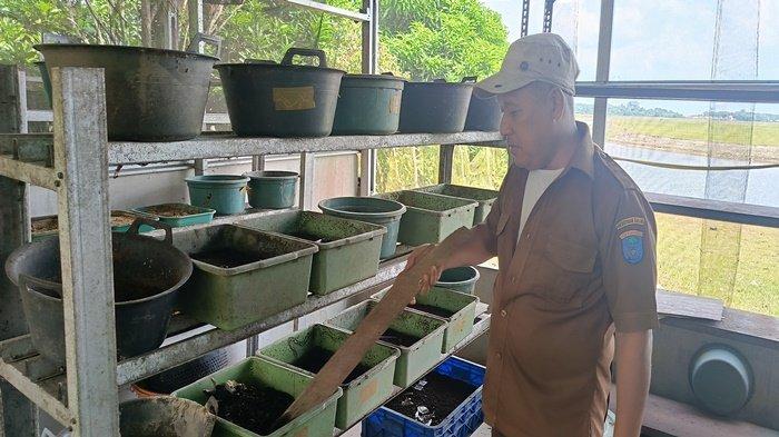 Masyarakat Desa Bangsal Budidaya Ulat Maggot Untuk Atasi Harga Pakan ...