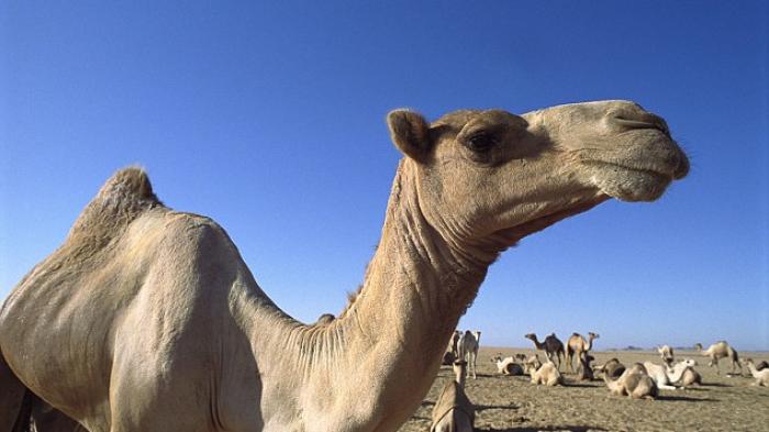 Dibiarkan Kepanasan, Unta Ini Gigit Kepala Majikannya Hingga Putus ...