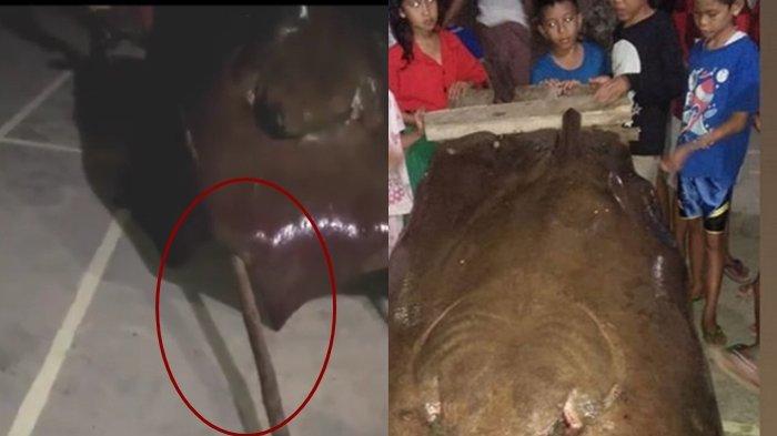 Viral Penemuan Ikan Pari Raksasa di Desa Bunglai OKU, Dibawa ke Darat ...