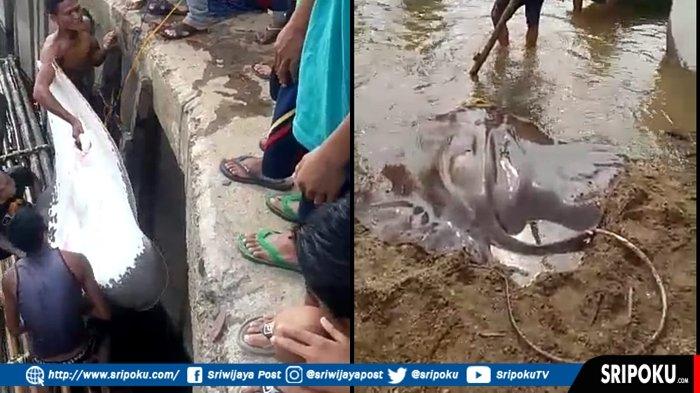 BREAKING NEWS: Warga Heboh Ikan Pari Raksasa Bobot 100 Kg Tertangkap di ...