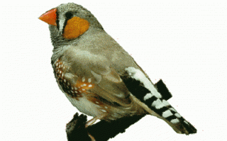 Burung Kutilang Ternyata Bisa Cium Bau - Sripoku.com