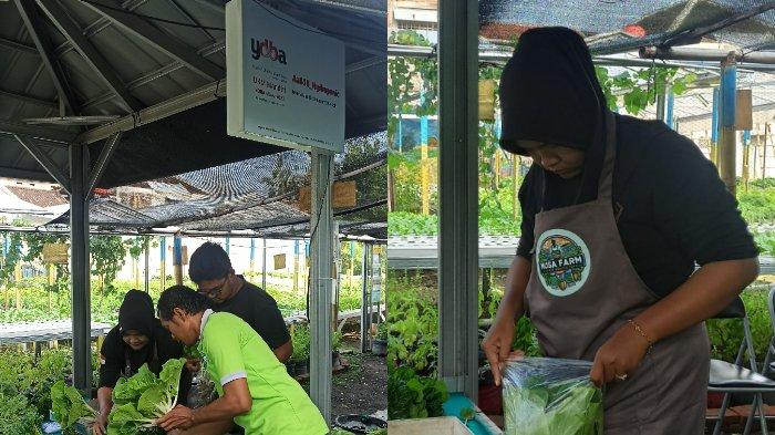 Babat Stigma, Petani Milenial Ini Berdaya dengan Pertanian Hidroponik ...