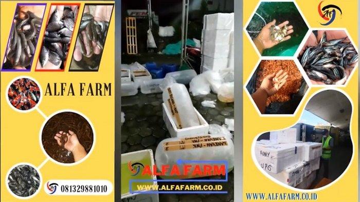 Kembangkan Sayap, Alfa Farm Lirik Wilayah Timur Indonesia - Tribunpalu.com
