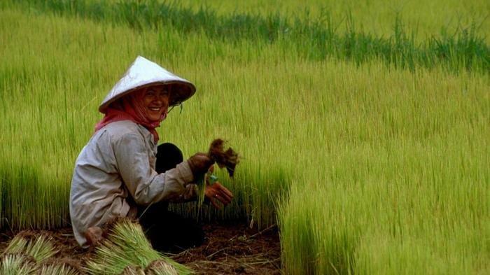 Kementan Buka Pendaftaran Petani Milenial 2024, Siap-Siap Dapat Penghasilan Rp 10 Juta Per Bulan ...