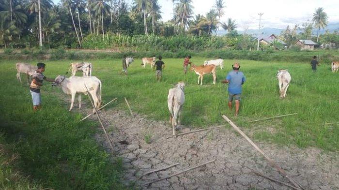 Jelang Iduladha 2023, Dinas Peternakan dan Keswan Sigi Masifkan ... Jelang Iduladha 2023, Dinas Peternakan dan Keswan Sigi Masifkan ...