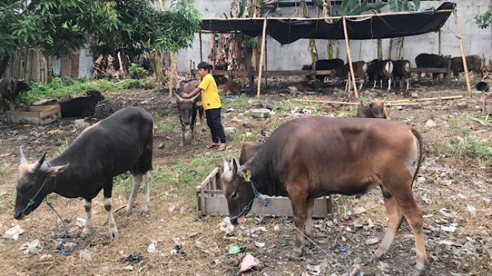 Berikut Daftar Harga Sapi Kurban di Kota Palu Jelang Iduladha 2023 ...