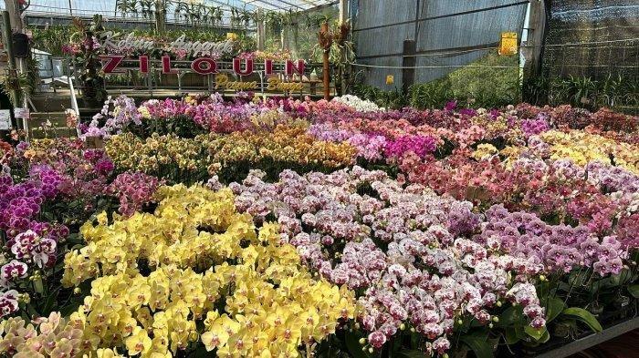 Kisah Petani Anggrek Milenial Lereng Lawu: Lestarikan Puspa Pesona ...