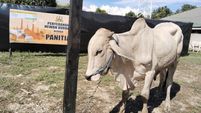 Iduladha 2024: Korem 132/Tadulako Kurban 26 Ekor Sapi, 5 Ekor Kambing ...