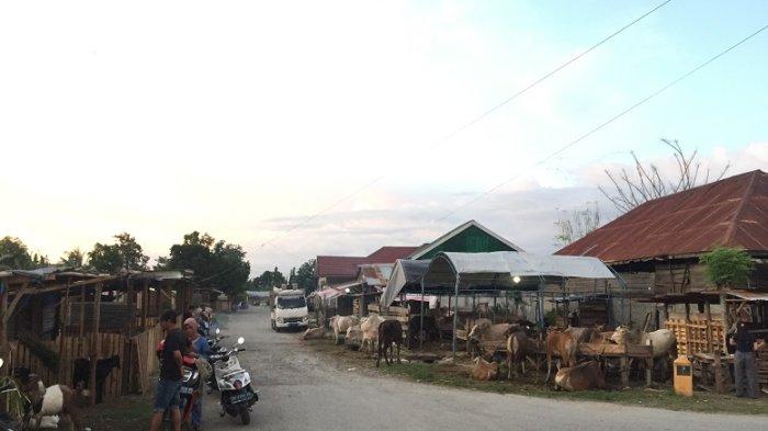 Peternak Sapi di Pasar Hewan Palu Keluhkan Lokasi Penjualan Terbatas ...