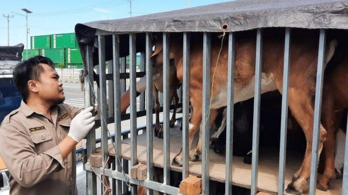 Pasca Masa Karantina 14 Hari, Ratusan Sapi dan Kambing dari Palu ...