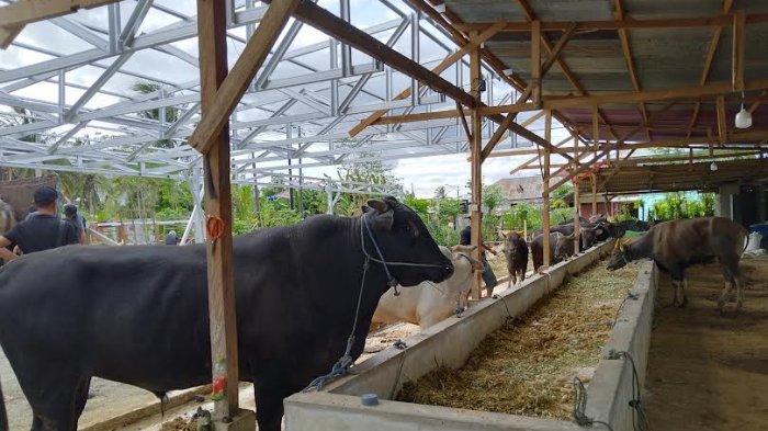 Jelang Iduladha 2024, Harga Sapi Kurban di Kota Palu Naik, Kambing ...
