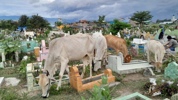 Harga Sapi Lokal Bobot 70 Kg di Kabupaten Poso Capai Rp 11 Juta Per ...