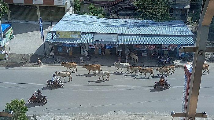 Satpol PP Sita 4 Ekor Sapi di Tawaeli dan Palu Utara, Pemiliknya ...
