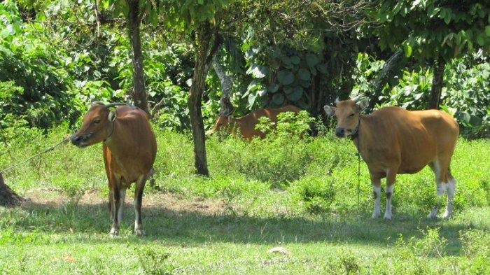Pemkab Morowali Ambil Langkah Antisipatif Pasca Temukan 20 Sapi Bali ...