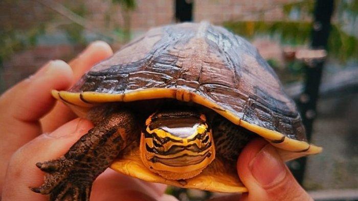 E.B.R.I Palu Luncurkan Kura-Kura Hibrida Pertama Bernama Tadulako ...