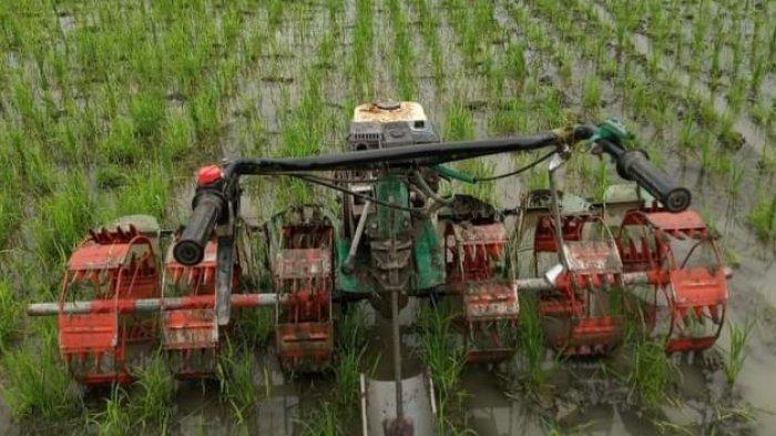 Petani di Morowali Ini Rakit Alat Penyiangan Gulma, Garap Sawah jadi ...