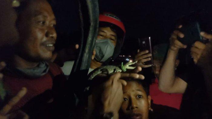 Cerita Tili hingga Berhasil Menangkap Buaya Berkalung Ban, Tangkap ...