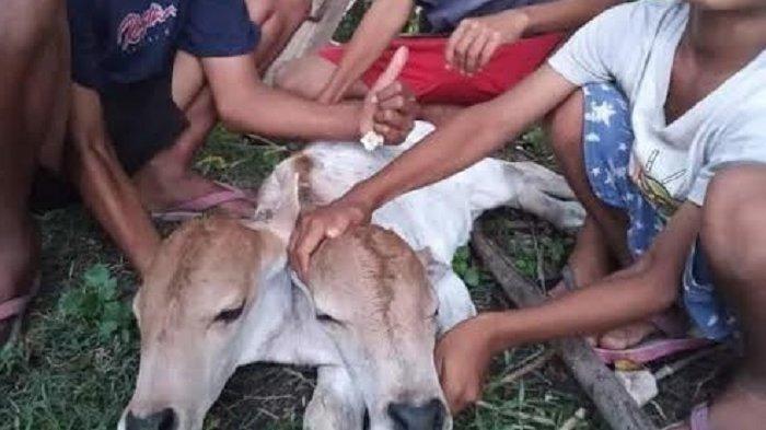 Viral Sapi Berkepala 2 di Kelurahan Kayumalue Ngapa Palu, Begini ...