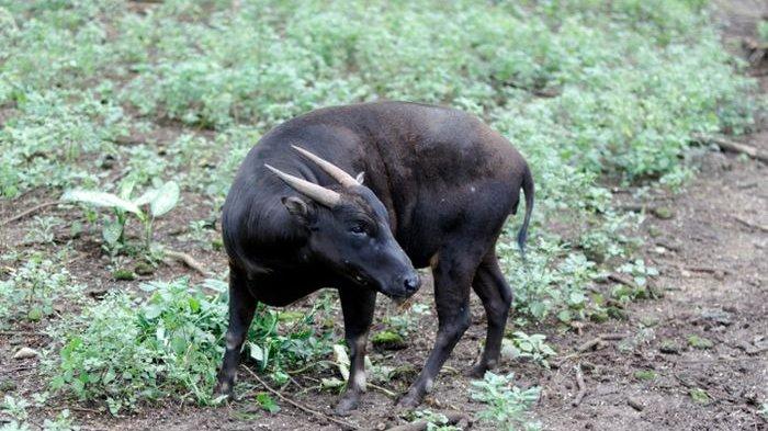 Fauna Asli Sulawesi Anoa Kini Terancam Punah, Populasinya di Alam Liar ...