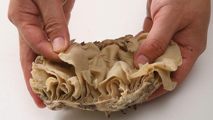 Punya Babat Sapi tapi Bingung Mau Masak Apa? Cobain Resep Menu Babat ...