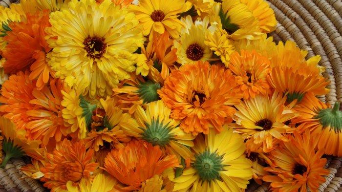 Tips Menanam Bunga di Pot Gantung, Bisa Anda Gunakan Sebagai Hiasan ...