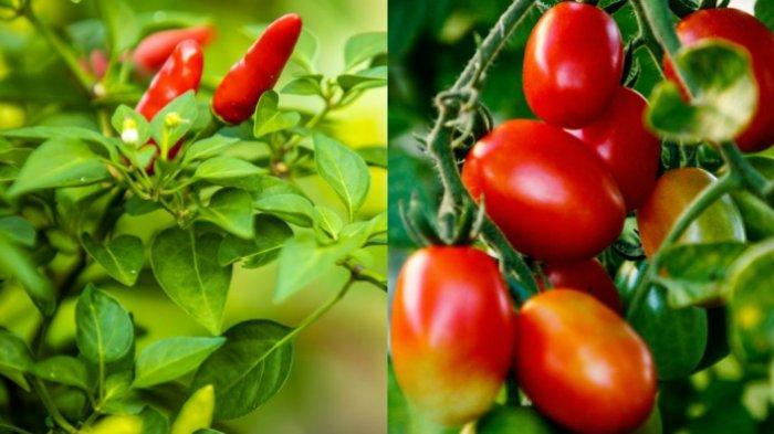 Perhatikan 5 Hal Ini Saat Menanam Cabai dan Tomat di Rumah: Sinar ...