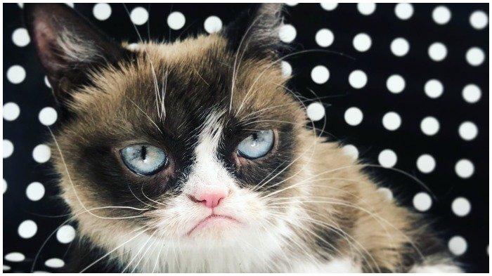 Grumpy Cat, Kucing yang Populer di Internet Berkat Wajah Cemberutnya ...
