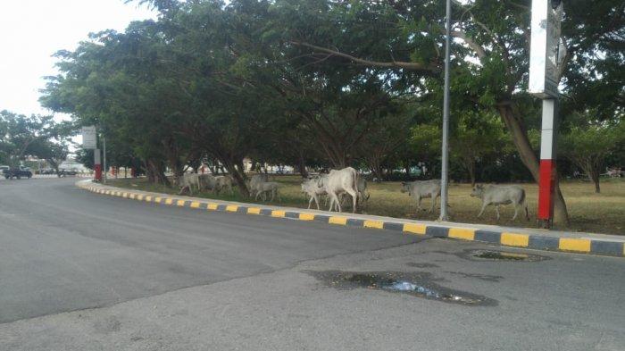 Hewan Ternak Sapi Masuk Kawasan Bandara Mutiara Sis Aljufri Palu ...