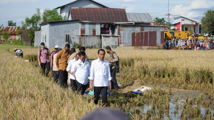 Presiden Joko Widodo Panen Raya Bersama Mentan SYL di Maros Sulsel - Tribunpalu.com